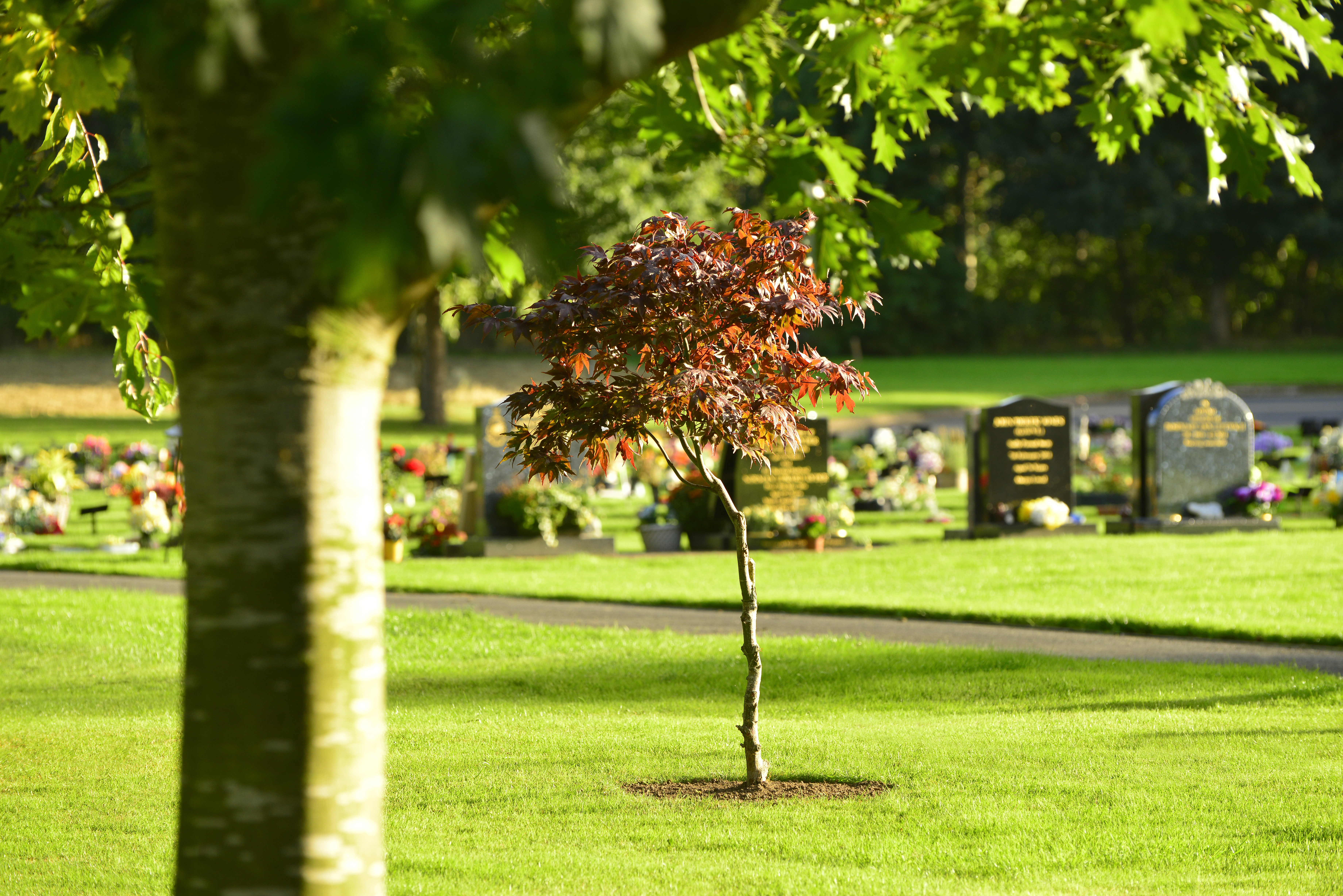 Interment of Ashes | Dignity Funerals